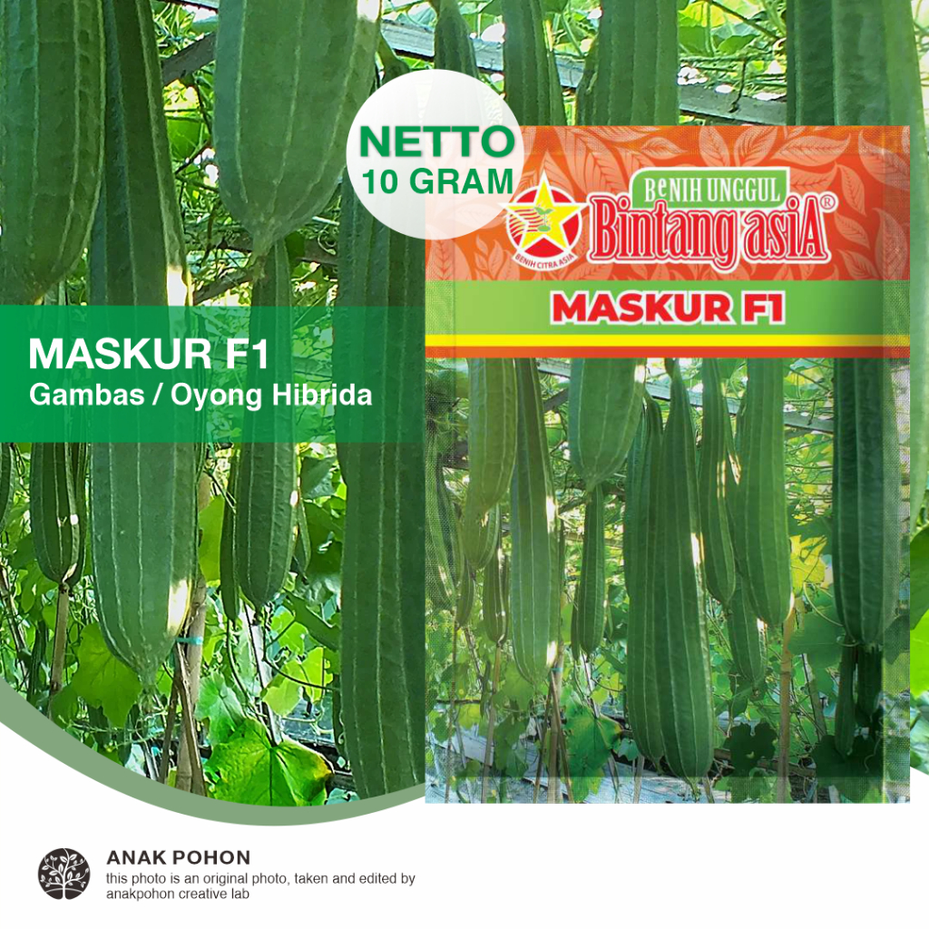 Jual (1 PACK) Benih Gambas Oyong MASKUR F1 Hibrida Buah Lebat Toleran ...