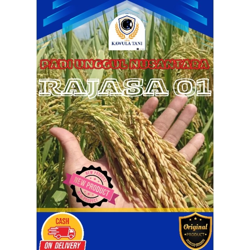 Jual benih padi Rajasa 01 ori kemasan 1kg | Shopee Indonesia