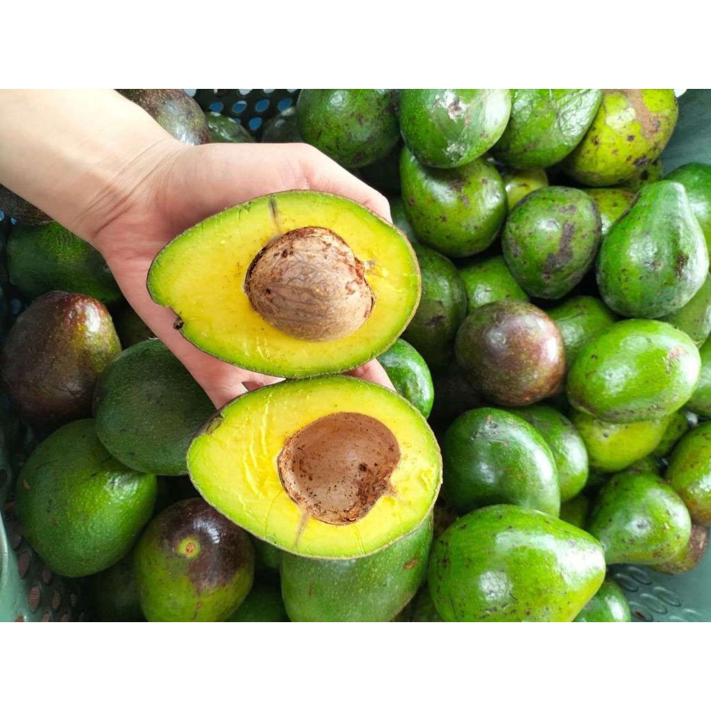 Jual ALPUKAT MATANG POHON MENTEGA RASA GURIH TIDAK PAHIT daging kuning ...