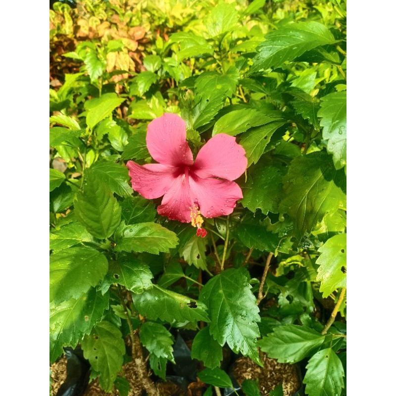 Jual tanaman hias kembang sepatu bunga pink Hibiscus rosa-sinensis ...