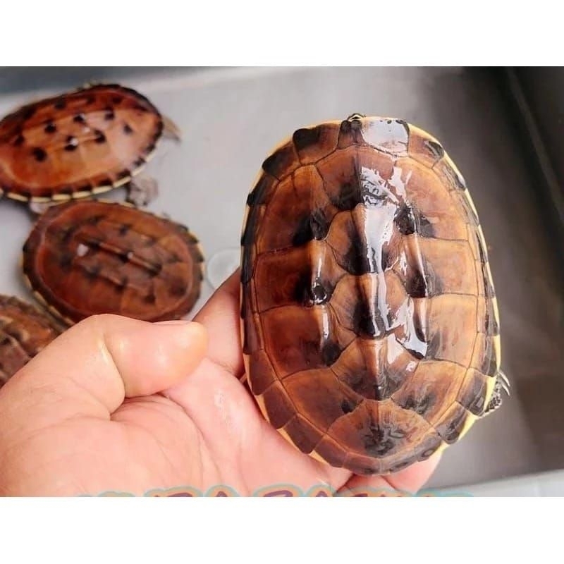 Jual patung hiasan asesoris kolam aquarium kura malayan mse,& pakan ...