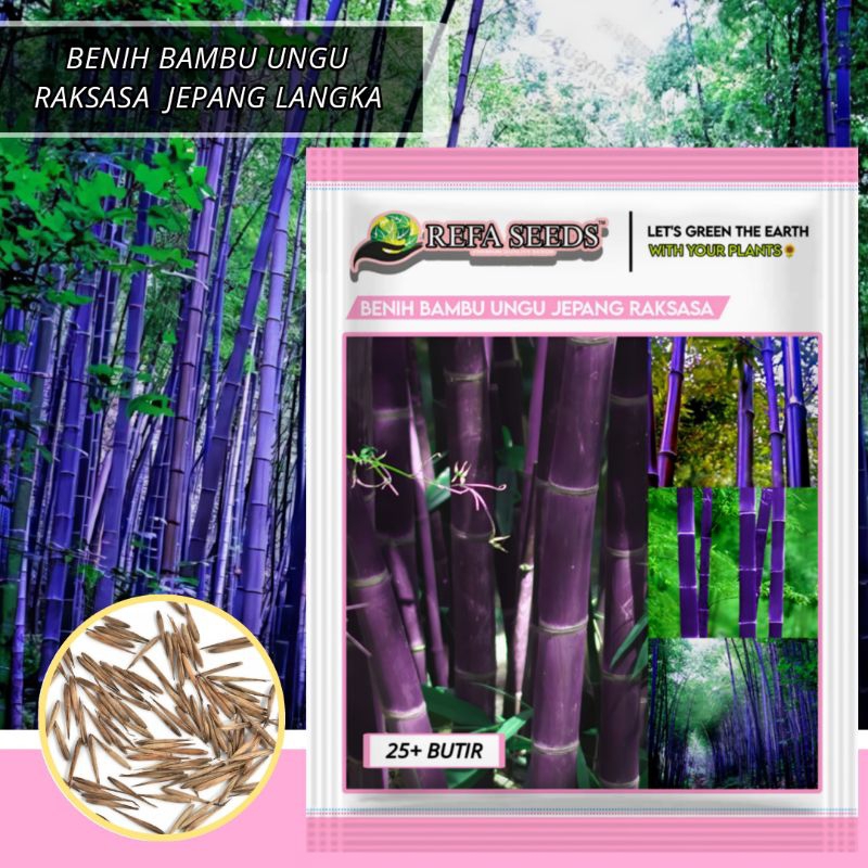 Jual 1 Pak 25 Biji Benih Pohon Bambu Ungu Raksasa Jepang Original 100% ...