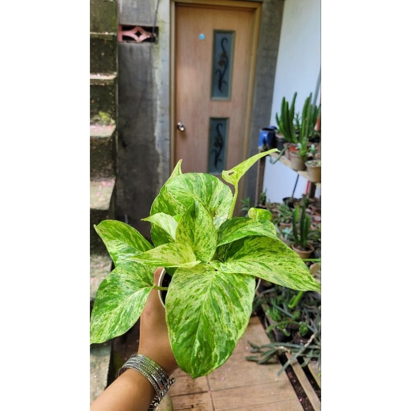 Jual Sirih Marble variegata dengan pot putih mado 10 | Shopee Indonesia