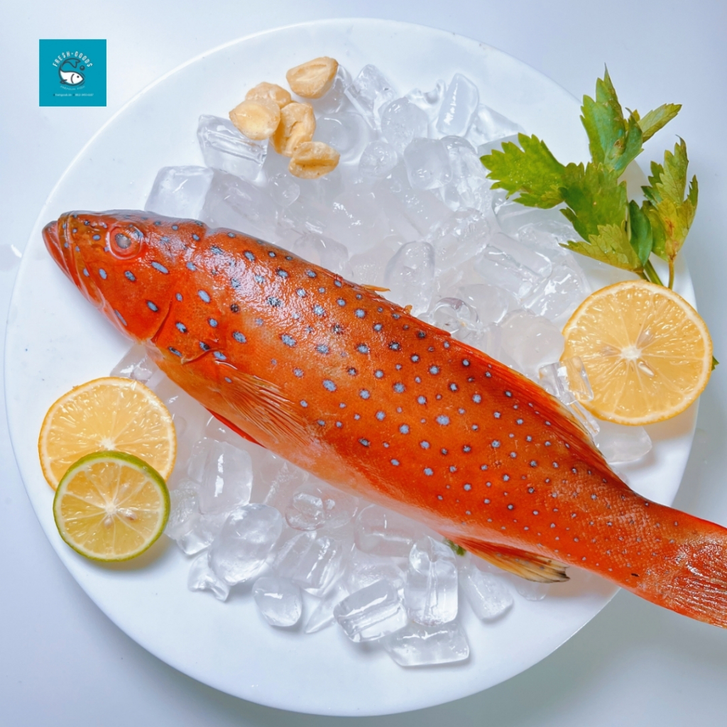 Jual Ikan Kerapu Lodi Premium / Kerapu Sunu Dijamin SEGAR dan ...