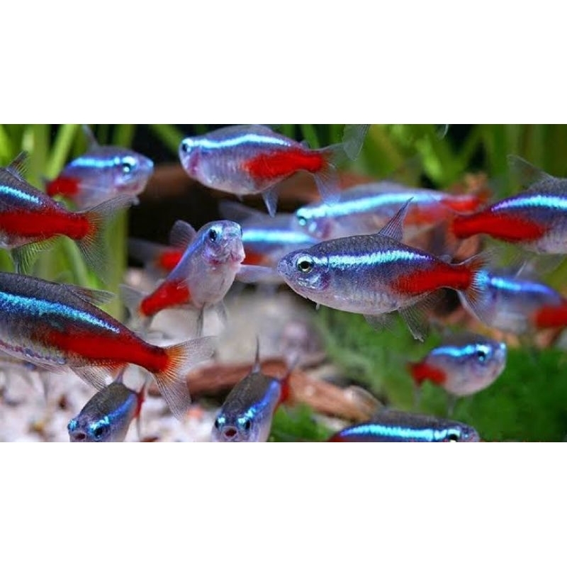 Jual Ikan hias cardinal/neon tetra | Shopee Indonesia