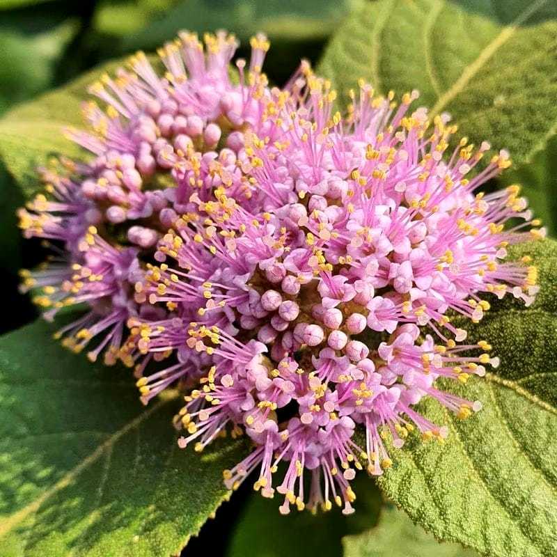 Jual Bunga Beauty Berry (pakan lebah) | Shopee Indonesia