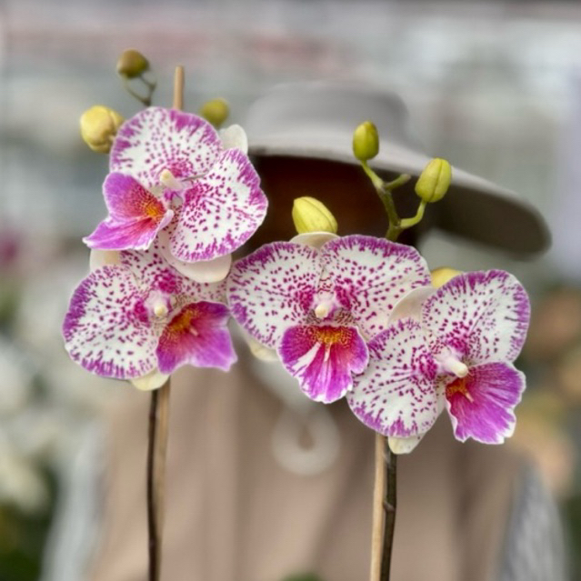 Jual ANGGREK BULAN POP CANDY kelopak besar kondisi knop mekar | Shopee ...