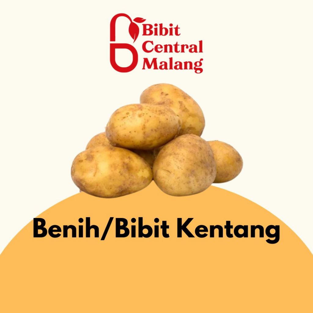 Jual Benih Biji Sayuran Kentang Mudah tumbuh Benih Unggul Hidroponik ...