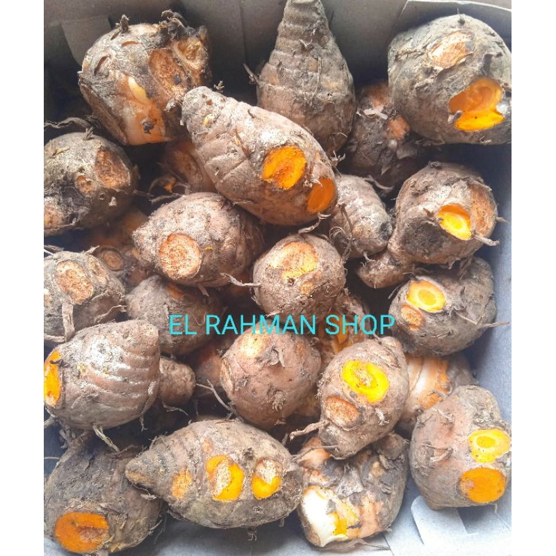 Jual Empu Kunir Biang Kunyit Induk Kunyit 1 kg | Shopee Indonesia