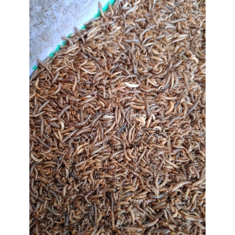 Jual ulat kandang uler kandang ulat pakan burung kecil 100gram | Shopee ...