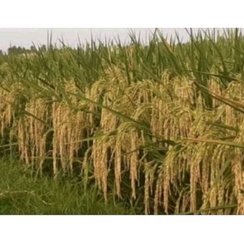 Jual BENIH PADI INPARI 32 KEMASAN 1KG | Shopee Indonesia