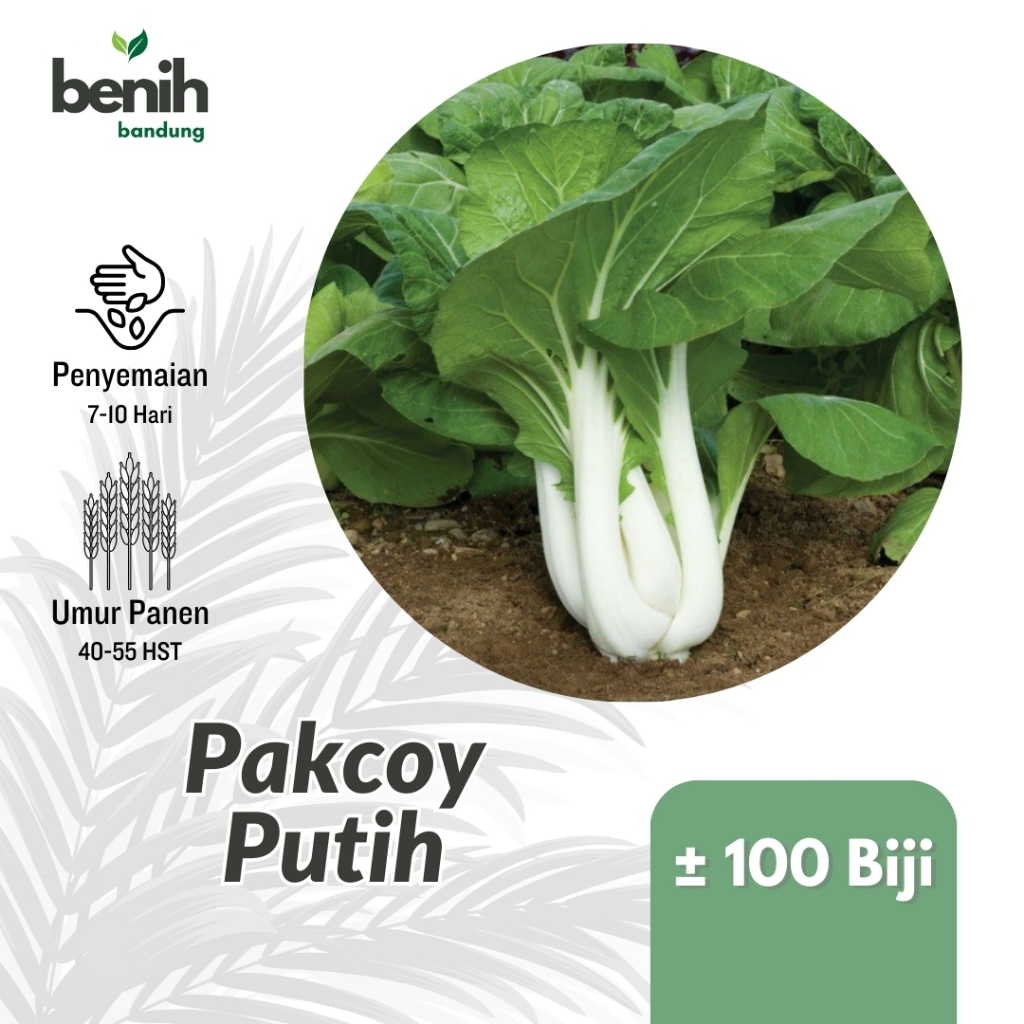 Jual 100 Biji Benih Sawi Pakcoy Batang Putih White Unggul | Shopee ...