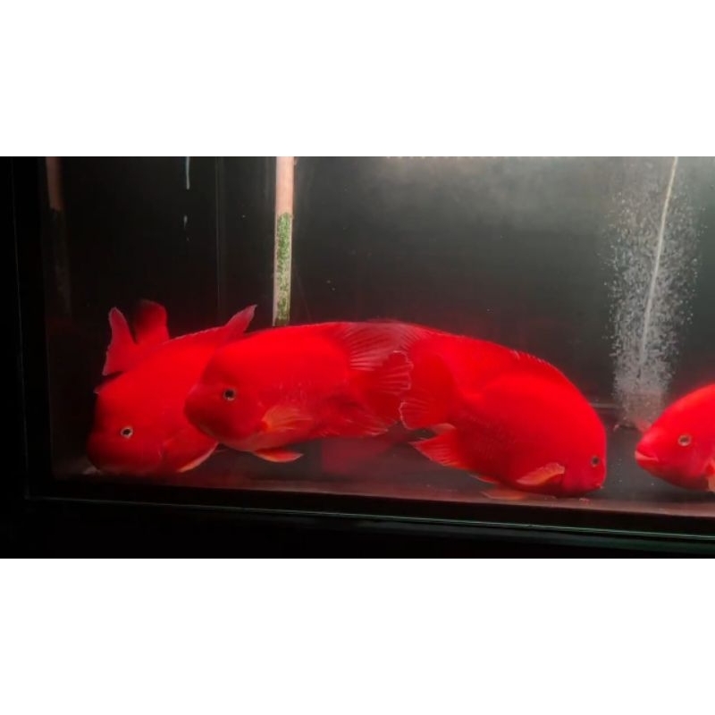 Jual Ikan Hias Red Mammon Import | Shopee Indonesia