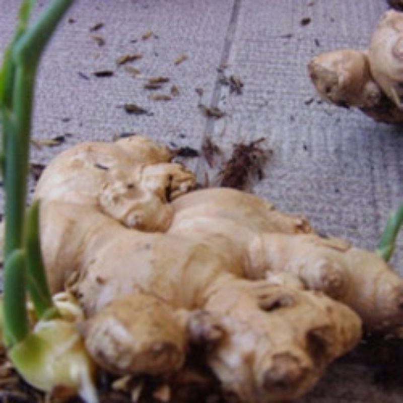 Jual jahe putihhh fres jahe gajah / size 1kg | Shopee Indonesia