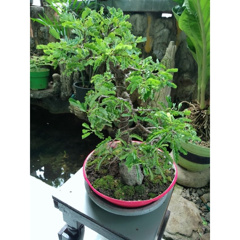 Jual Bonsai Asem jawa | Shopee Indonesia