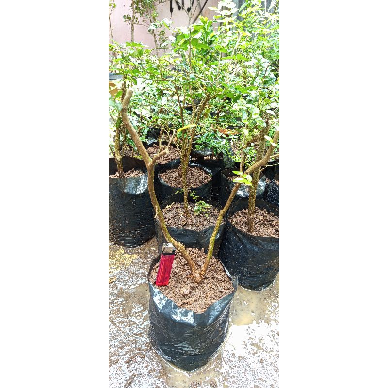 Jual jeruk kingkit bahan bonsai dongkelan murah | Shopee Indonesia