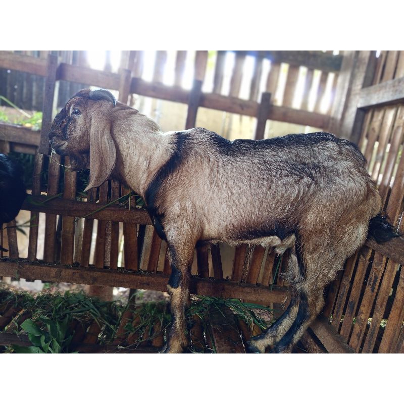 Jual kambing qurban/aqiqah | Shopee Indonesia
