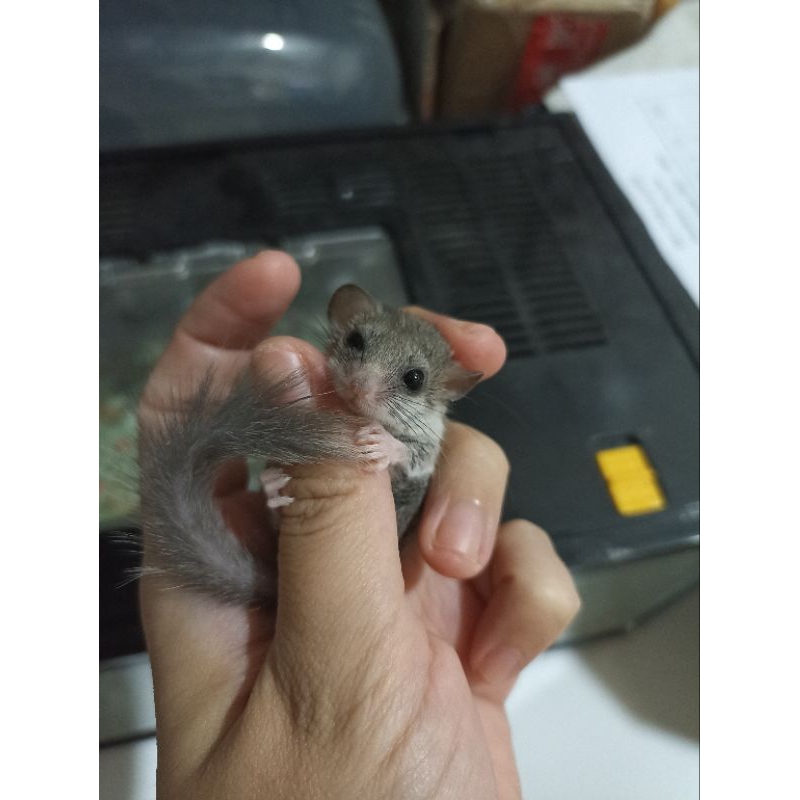 Jual African Pygmy Dormice | Shopee Indonesia