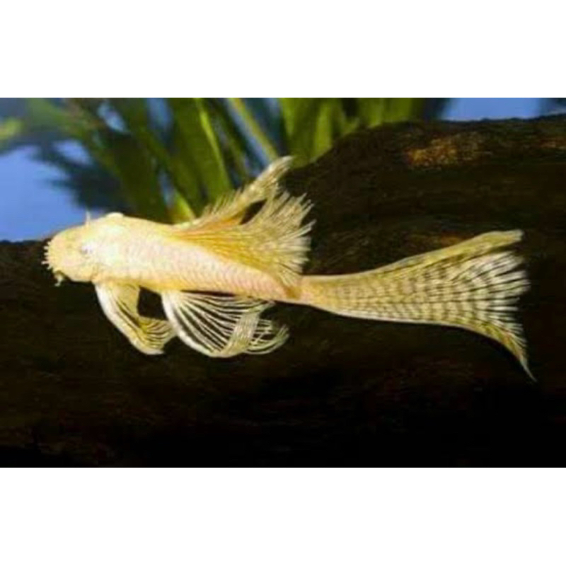 Jual Brushmouth Albhino Slayer / Pleco L144 | Shopee Indonesia