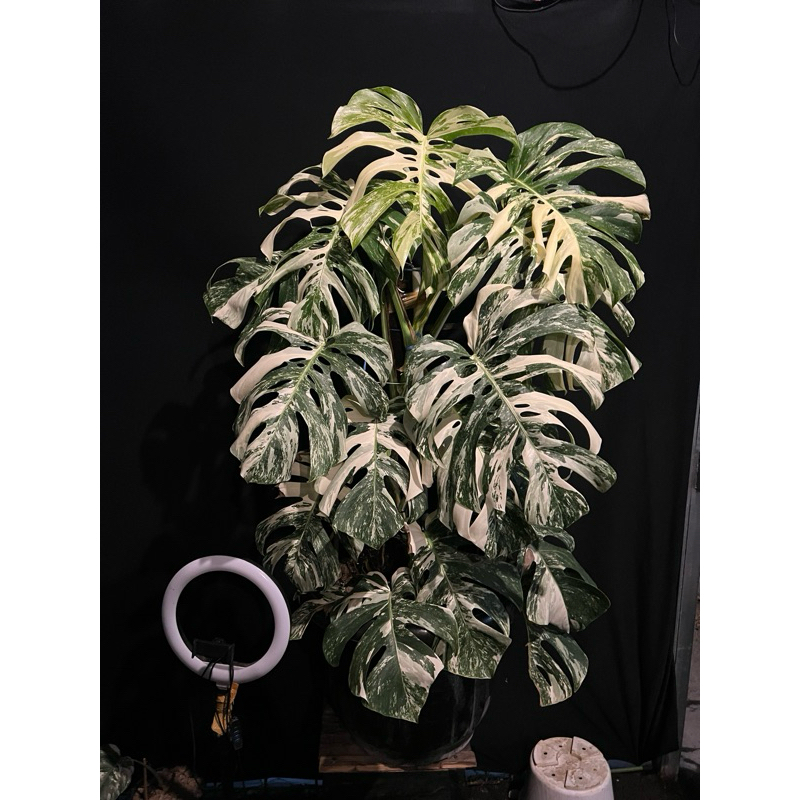Jual Monstera Albo Variegata 2 Meter | Shopee Indonesia