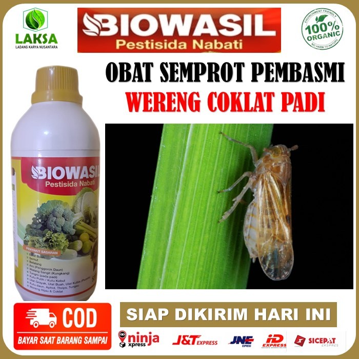 Jual Pestisida Nabati BIOWASIL Obat Pembasmi Hama Wereng Cokelat Sangat ...