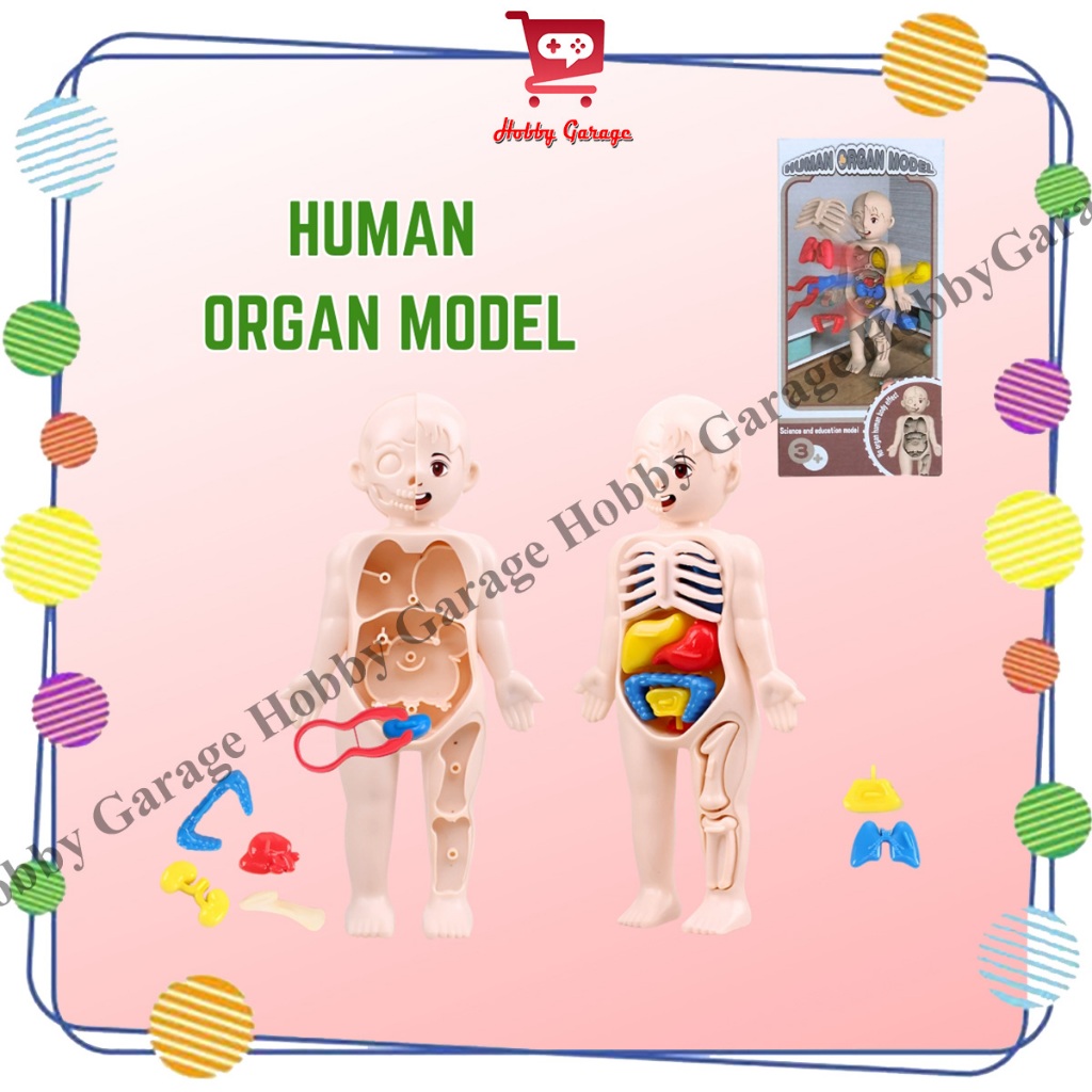 Jual Mainan Edukasi Human Organ Model Belajar Organ Tubuh Dalam Manusia ...