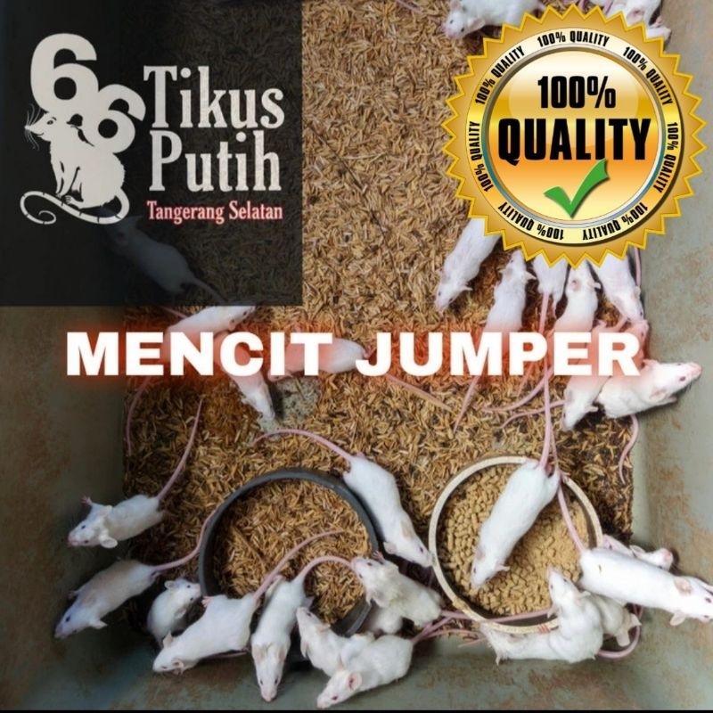 Jual mencit jumper | Shopee Indonesia