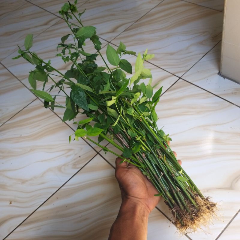 Jual BIBIT POHON KATUK SUDAH TUMBUH AKAR || HARGA PER BATANG | Shopee ...