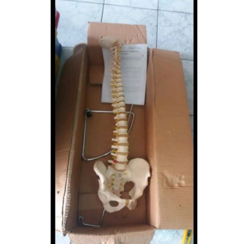 Jual Alat peraga model tulang belakang manusia import | Shopee Indonesia