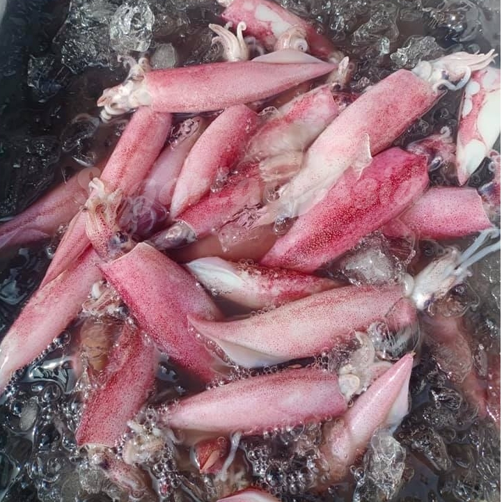 Jual Cumi Merah Segar Cumi Merah Utuh Seafood Cumi Basah Segar 1Kg ...