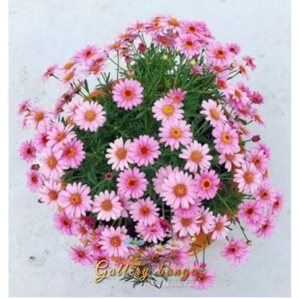 Jual Bunga Cosmos daisy | Shopee Indonesia