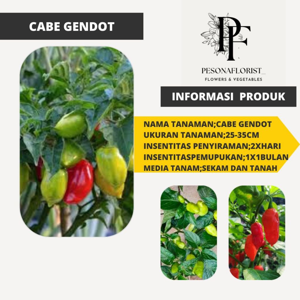 Jual Tanaman Cabe paprika - Cabai Gendot - lombok terpedas di dunia ...