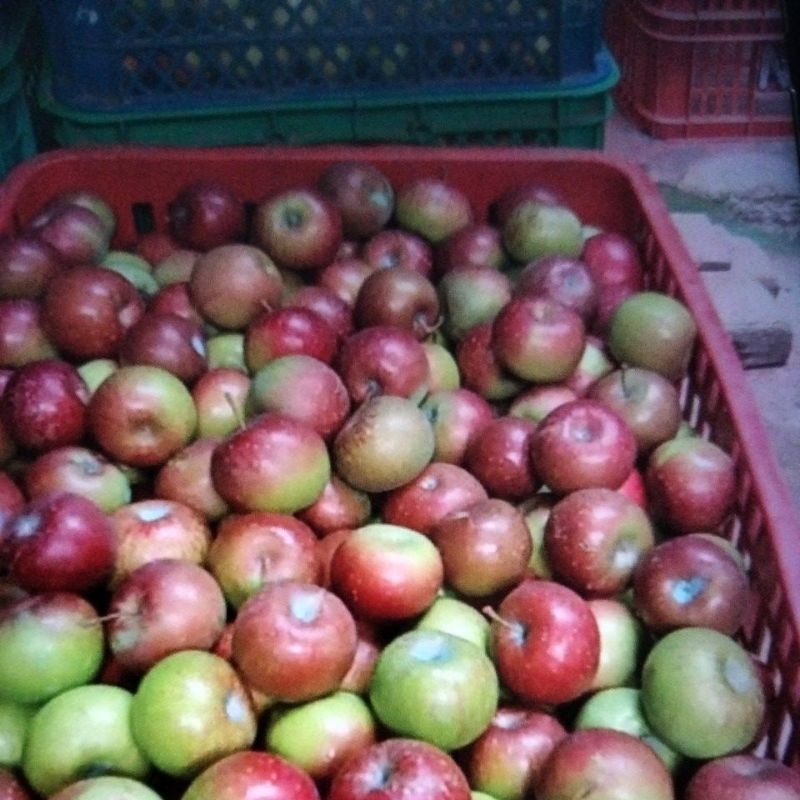 Jual Apel segar RB (Rome Beauty)// asli malang// berat 1Kg// SEDANG ...