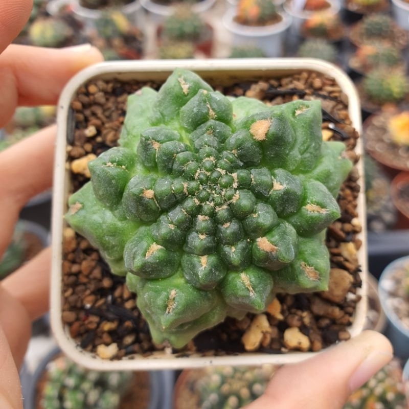 Jual Kaktus Gymnocalycium Mihanovichii cv. Kikko Cactus Gymno Miha ...