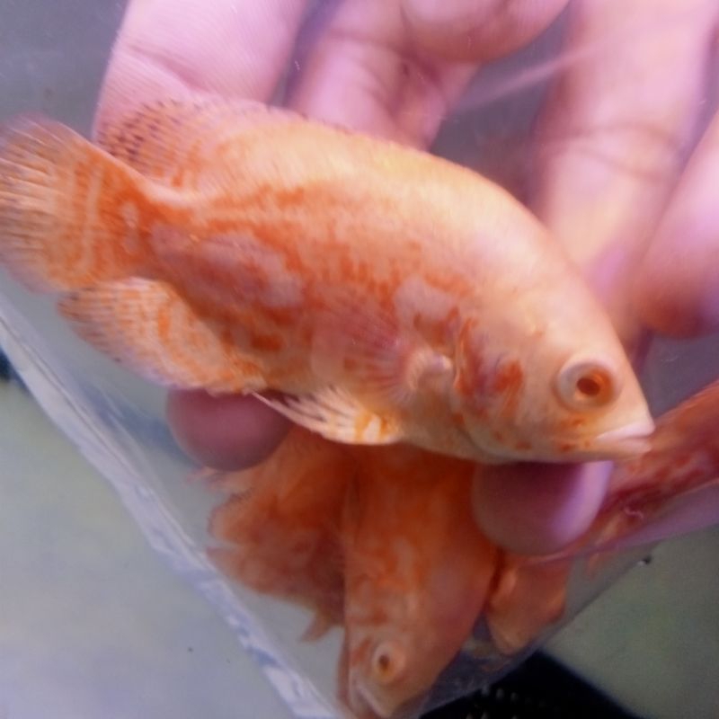 Jual Oskar Paris red Nemo | Shopee Indonesia