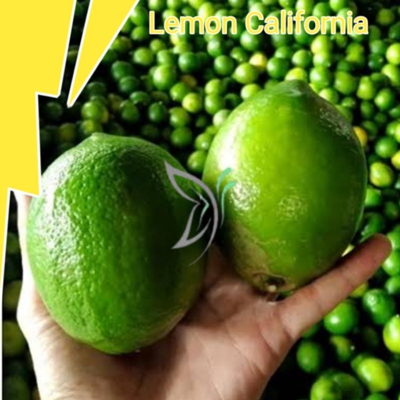 Jual Jeruk lemon California hijau per 1 kilogram super segar | Shopee ...