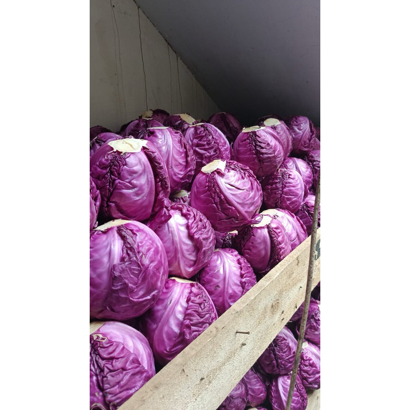 Jual salad kol ungu per 1 kg | Shopee Indonesia