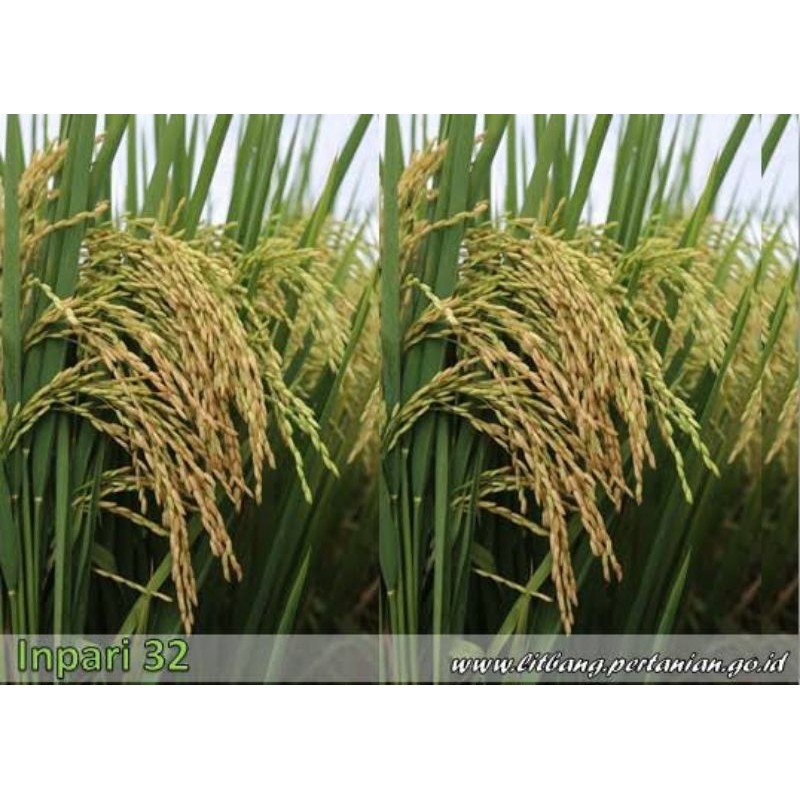 Jual benih padi inpari-32 super jumbo benih pertiwi(1kg) | Shopee Indonesia