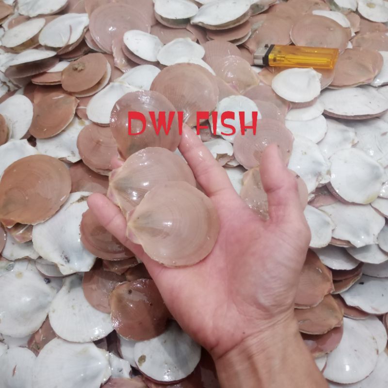 Jual Kerang Simping / scallop 1kg segar frozen | Shopee Indonesia