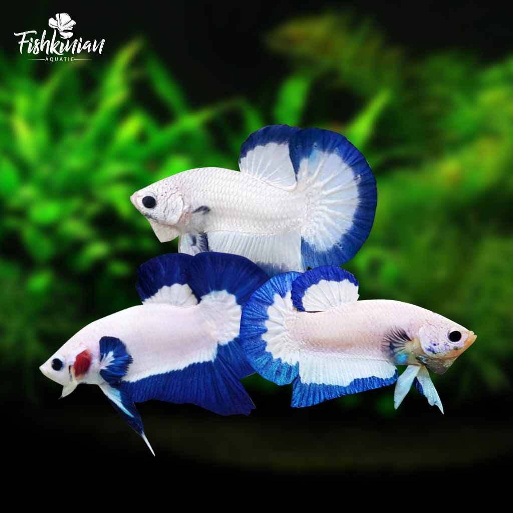 Jual Ikan Cupang Plakat (PK) Blue Rim GRADE A | Shopee Indonesia