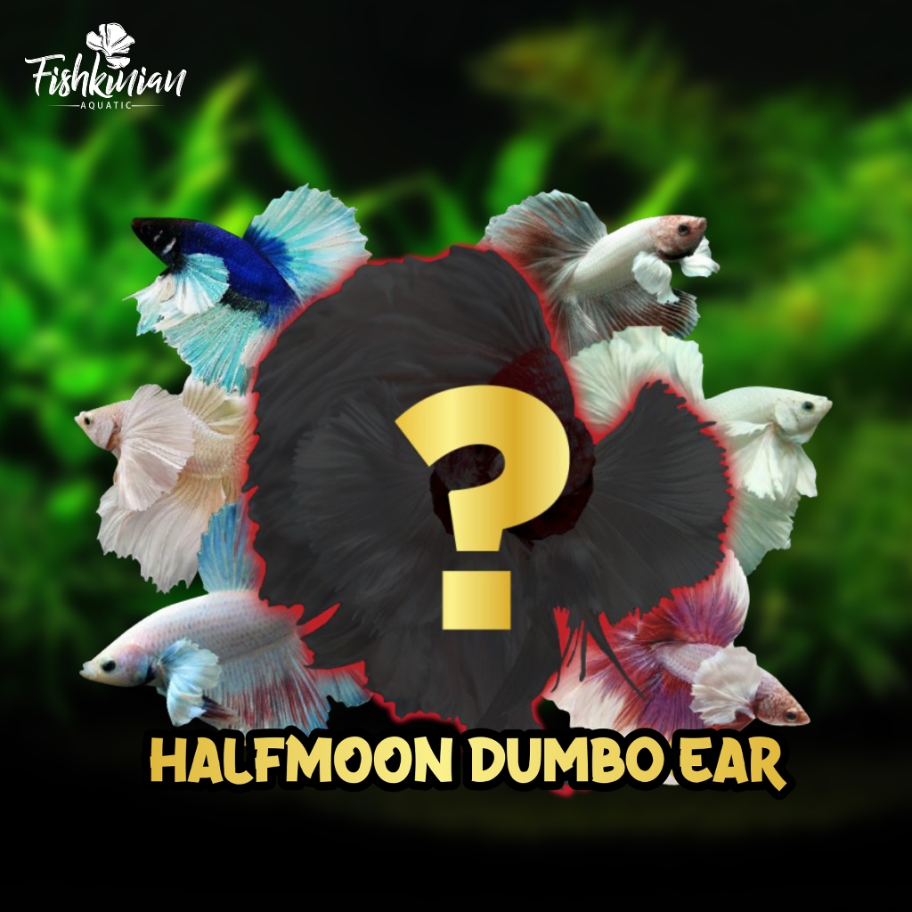 Jual HALFMOON DUMBO EAR | Shopee Indonesia