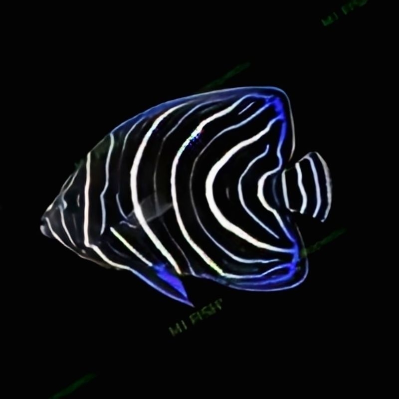 Jual ikan bluestone koran | Shopee Indonesia