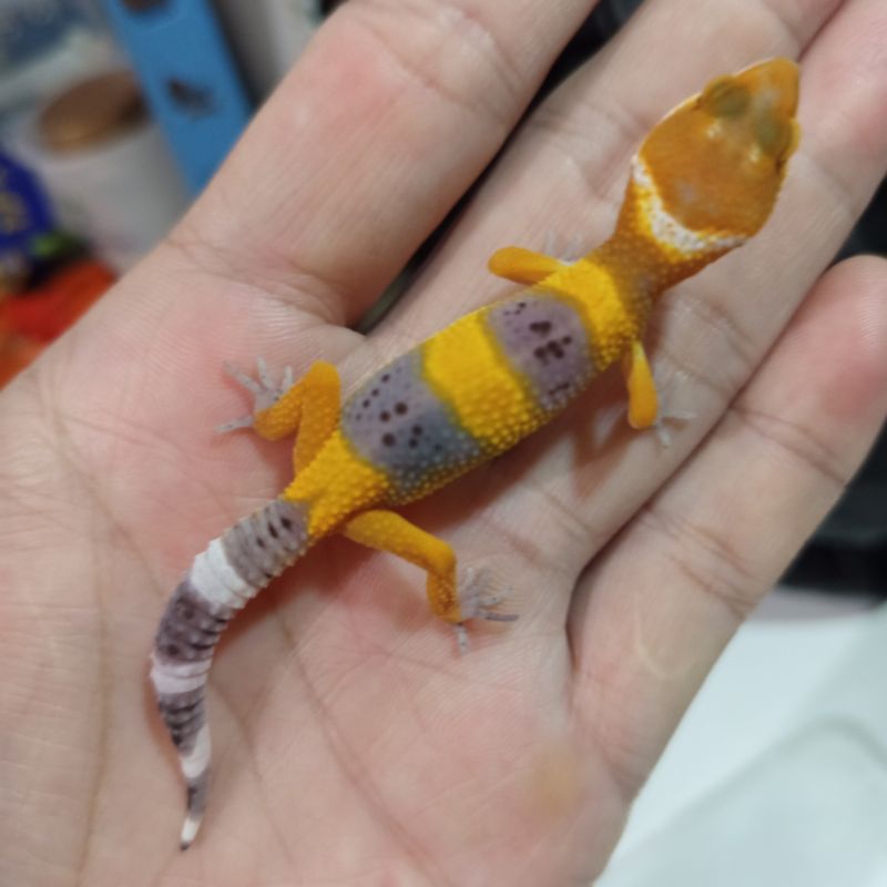 Jual Sesuai Foto dan video Gecko leopard baby SHTCTB 1 | Shopee Indonesia