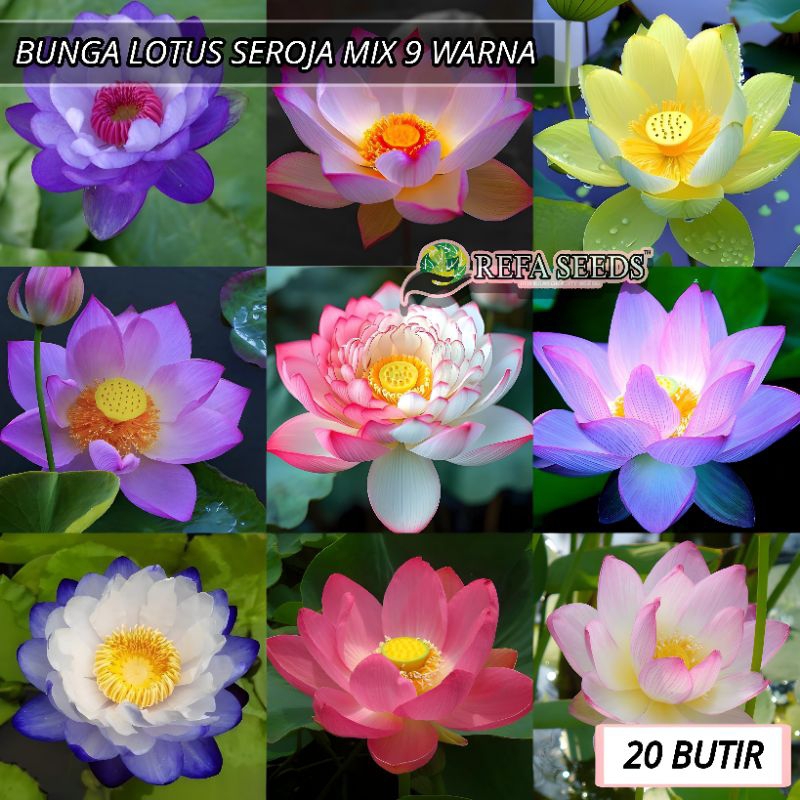 Jual REFA (20 Butir) Benih Bunga Lotus Seroja Mix 9 Warna / Biji ...