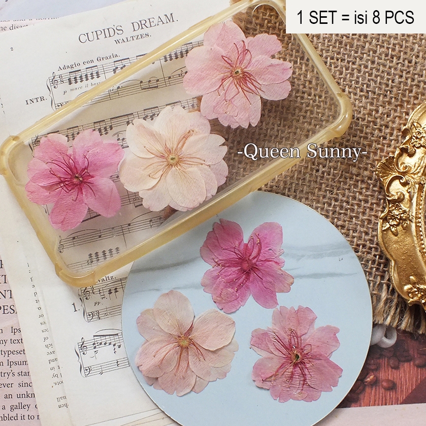 Jual Bunga Kering SAKURA ALAMI Set 8 pcs Real Dried Pressed Flower ...