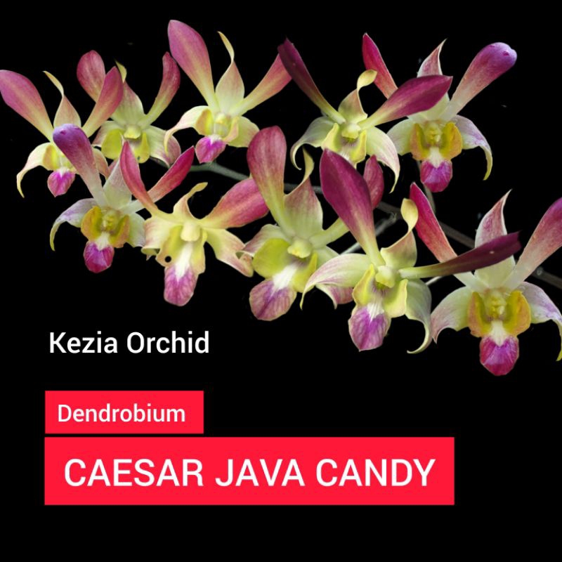Jual Koleksi Anggrek Dendrobium Caesar: Caesar JAVA CANDY; Caesar ...