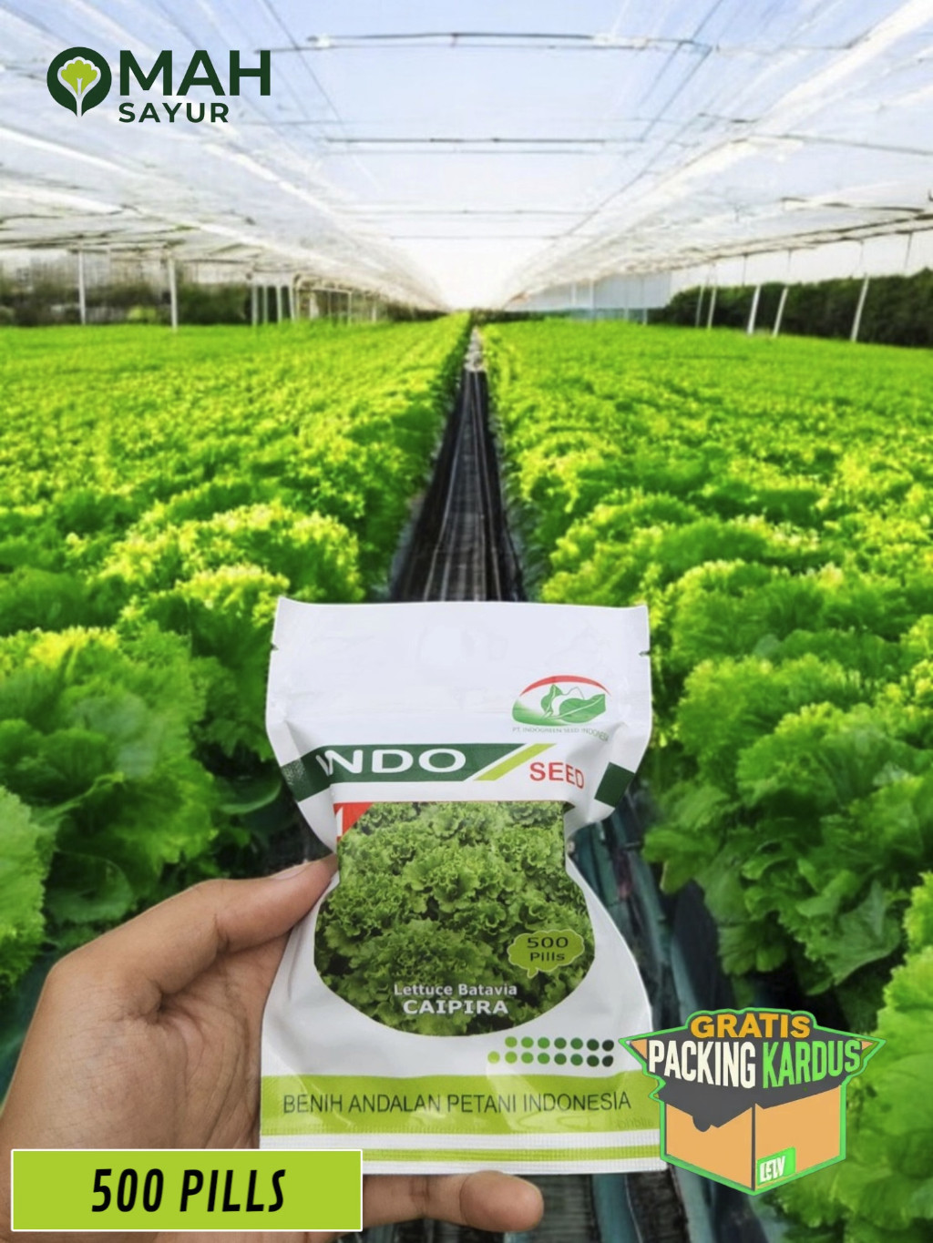 Jual Bibit Benih Selada CAIPIRA Batavia Lettuce By Indo Seed 500 Pills ...