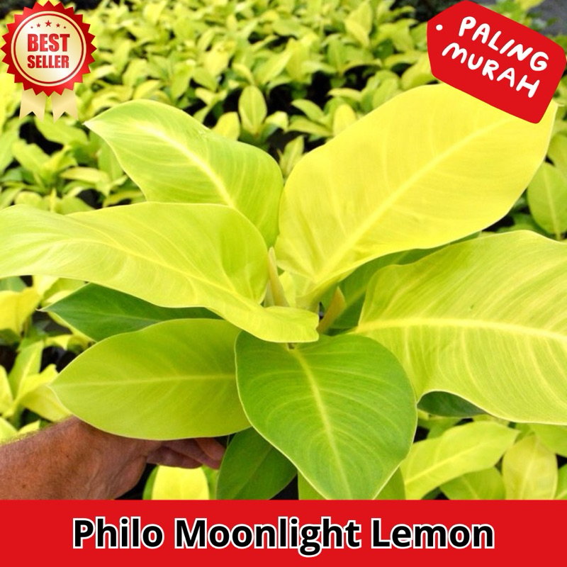 Jual Tanaman Hias Bunga Philodendron Moonlight - Philo Lemon | Shopee ...