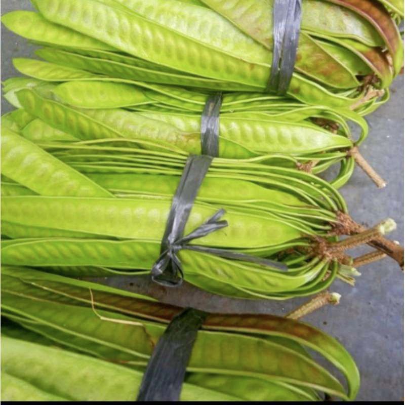 Jual Pete cina tua 1Kg pete lamtoro tua 1Kg petai cina tua segar fresh ...