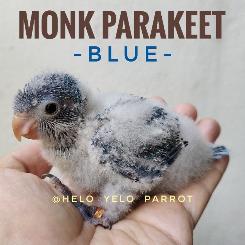 Jual BLUE Monk Parakeet / Quaker Parrot | Shopee Indonesia